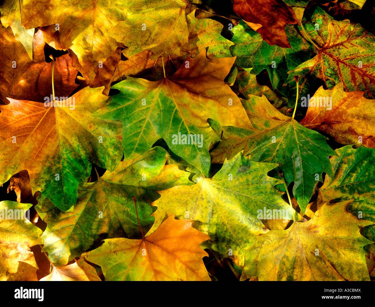 autumn fall sun dappled carpet of leaves on forest floor Stock Photo ...