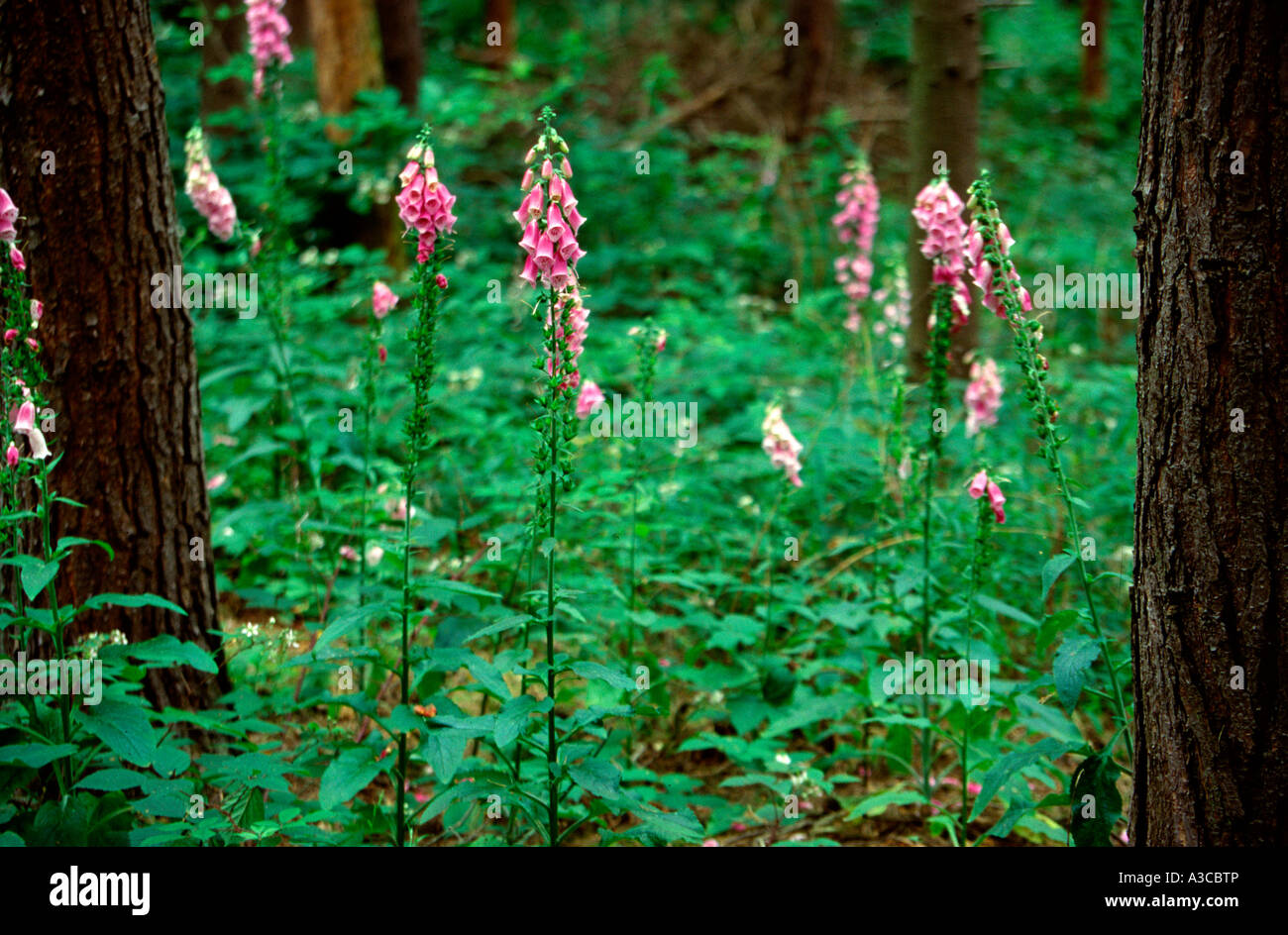 Purpur fingerhut hi-res stock photography and images - Alamy