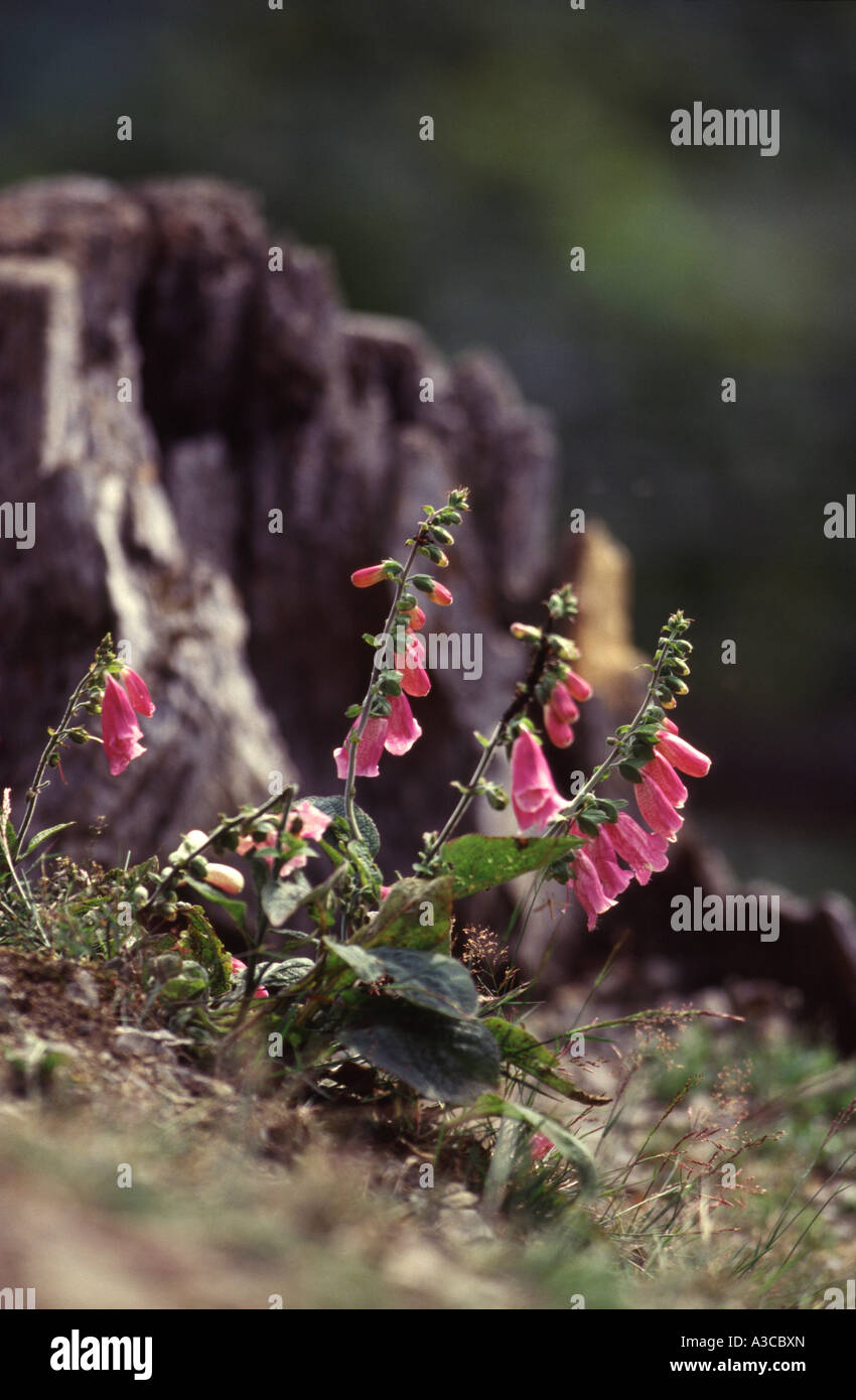 Purpur fingerhut hi-res stock photography and images - Alamy