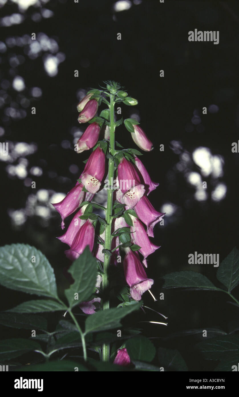 Fingerhut foxglove hi-res stock photography and images - Alamy