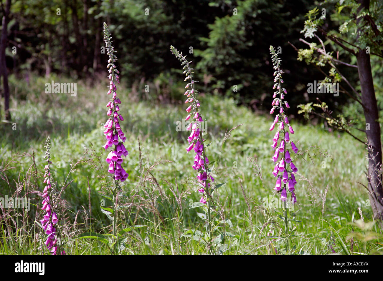Purpur fingerhut hi-res stock photography and images - Alamy