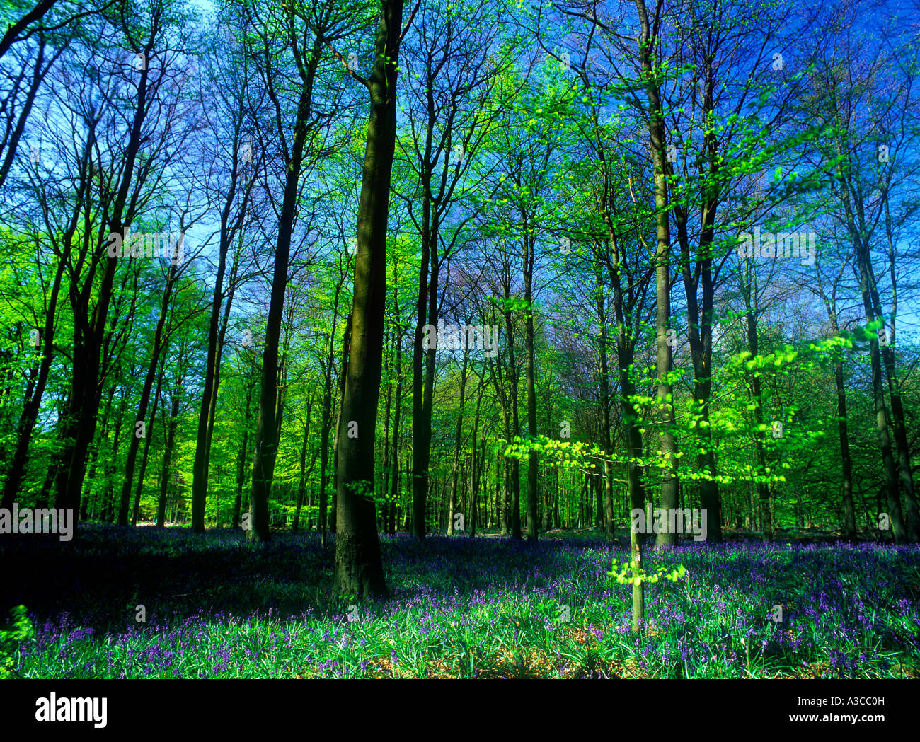 bluebells;forest;spring; kent ;england; uk Stock Photo - Alamy