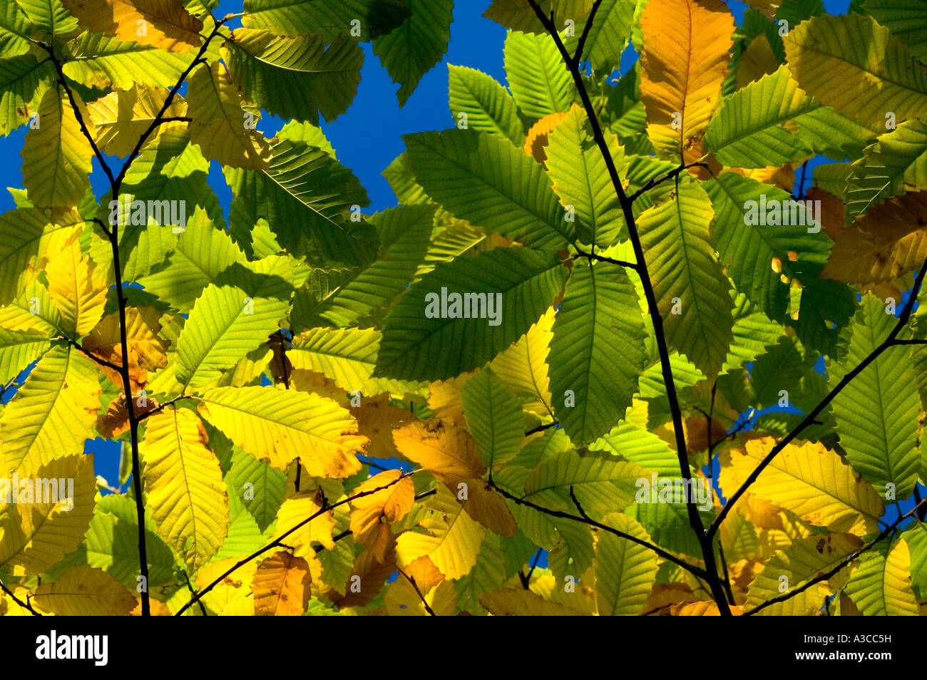 keston forest north kent autumn colours england uk vibrant colour quiet ...