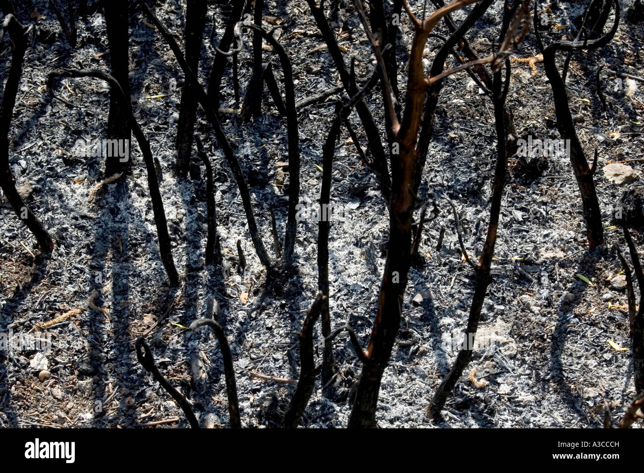 burnt bush with ash on ground Stock Photo - Alamy