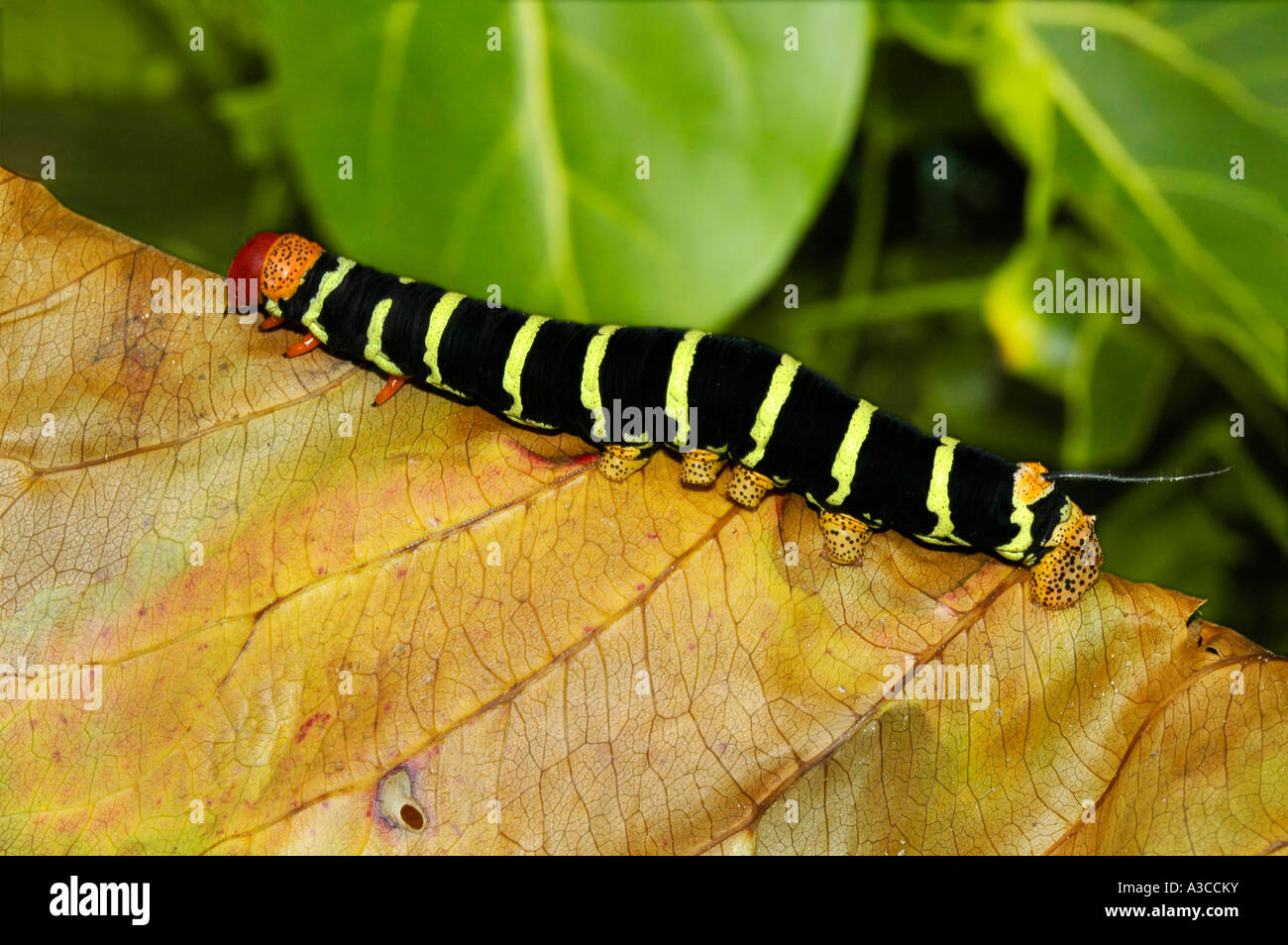caterpillar climbing old leaf jamaica tropical wildlife caterpillar top ...