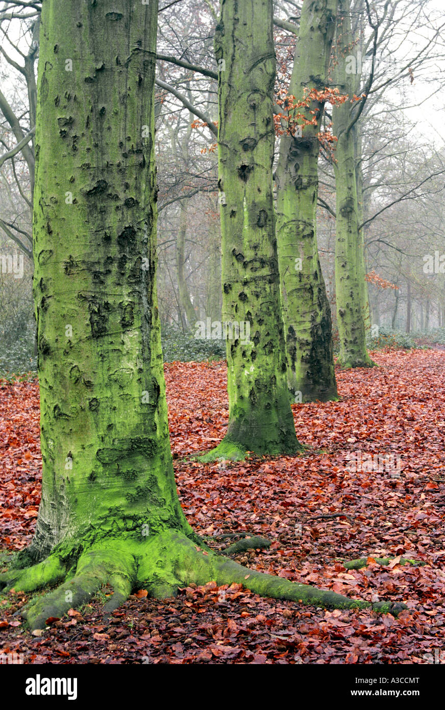 green mouldy trees in a row autumn winter Stock Photo - Alamy