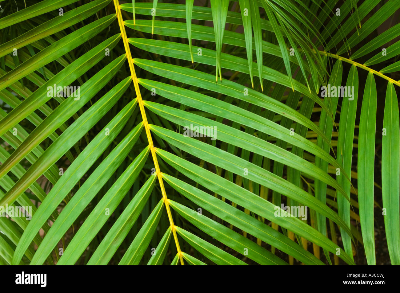 green palm leaves jamaica Stock Photo - Alamy
