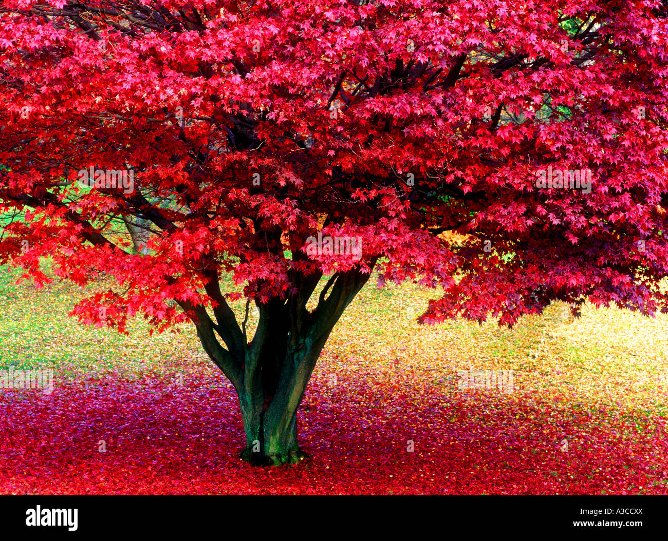 maple tree autumn fall colours Stock Photo - Alamy