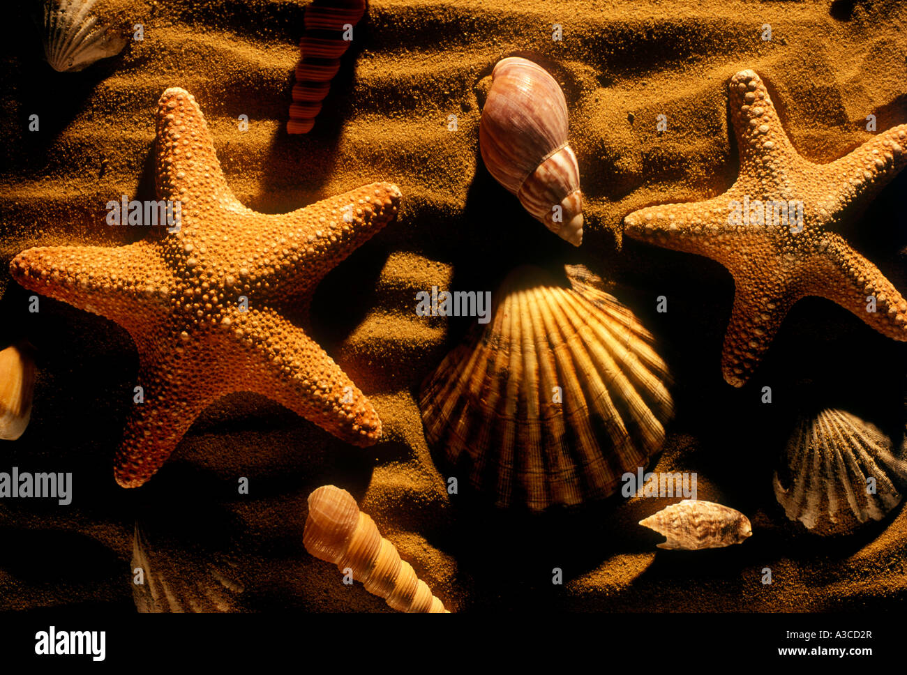 starfish and shells on sand beach Stock Photo - Alamy