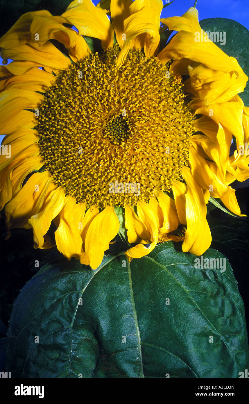 single large sunflower close up detail Stock Photo - Alamy