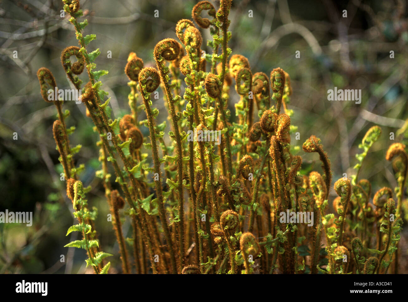 Pteridophytes hi-res stock photography and images - Alamy