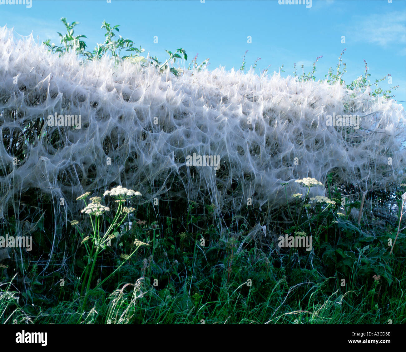 Spindle ermine moth hi-res stock photography and images - Alamy