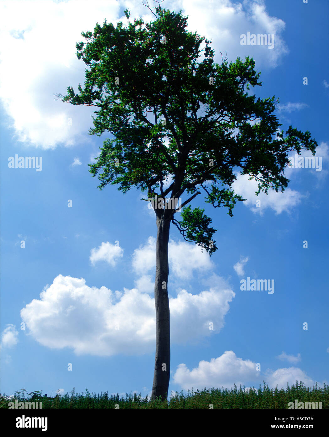 Single Tree on Wiltshire Hill Stock Photo - Alamy