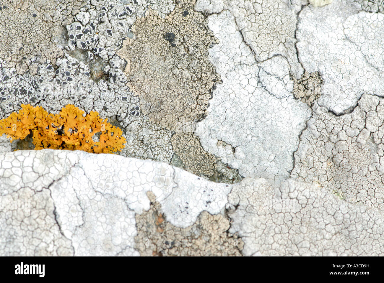 Grey and orange lichens growing on rocks on the sea cliffs above St ...