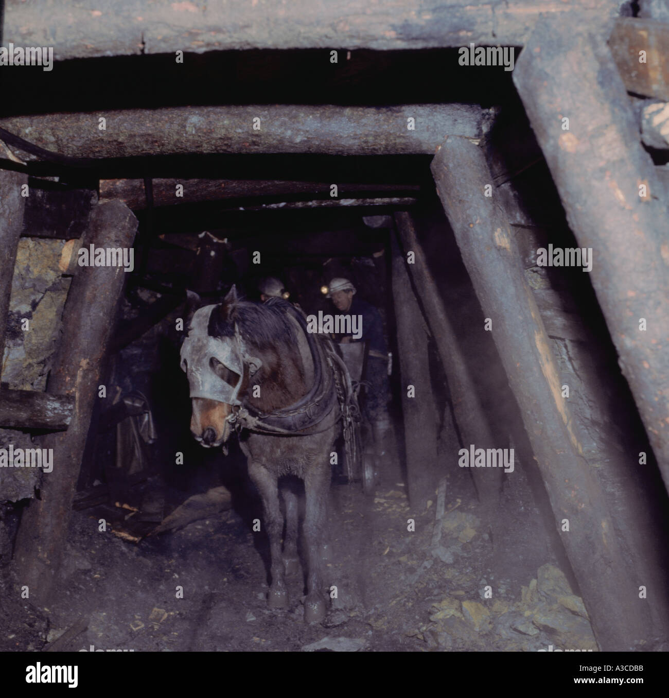 Pit Pony pulls Coal Dram out of Drift Mine in South Wales Stock Photo ...