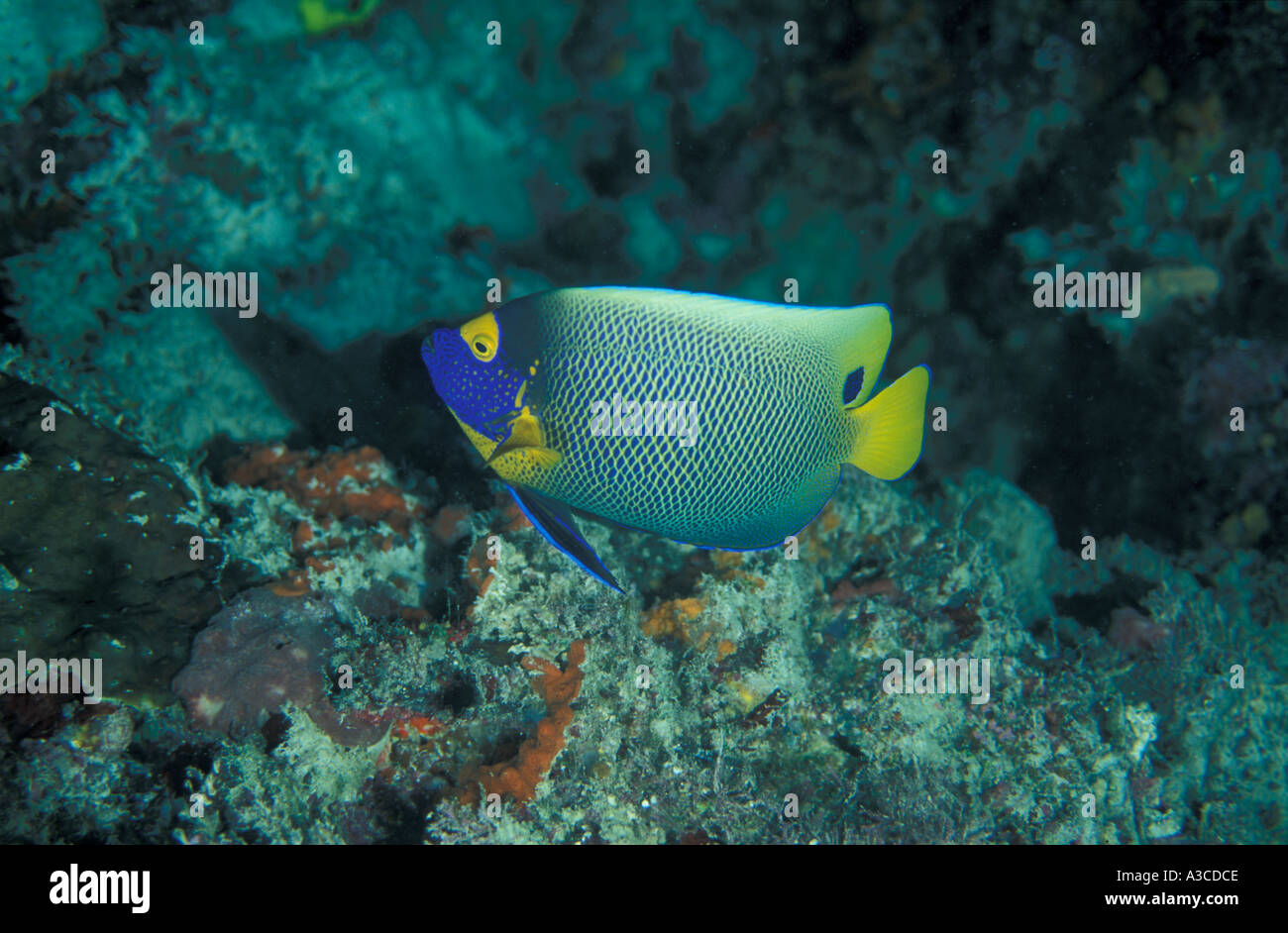 Yellowmask hi-res stock photography and images - Alamy