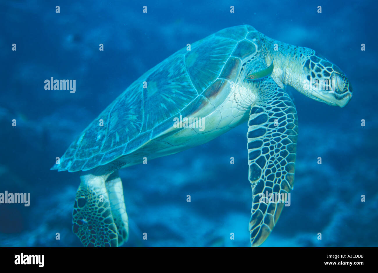 Turtle at cleaning station Stock Photo - Alamy