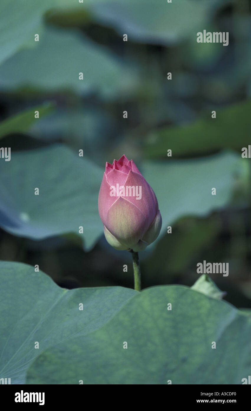 Budding lotus hi-res stock photography and images - Alamy