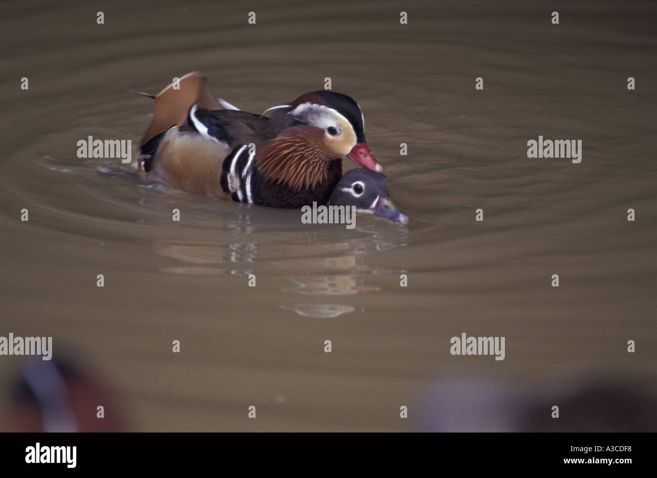 Mandarin ducks mating hi-res stock photography and images - Alamy