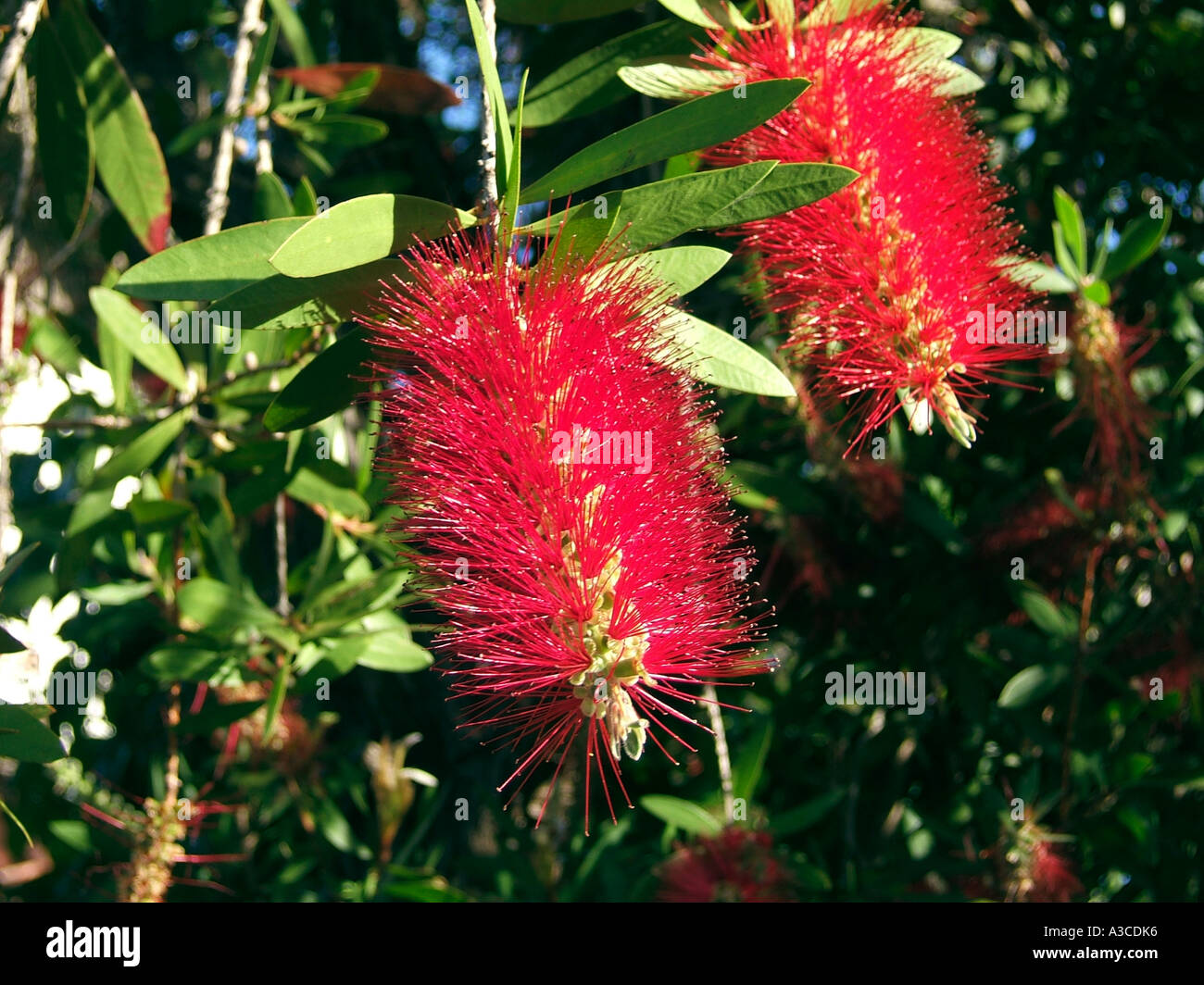 Bottle brush flower Sydney Australia Stock Photo - Alamy