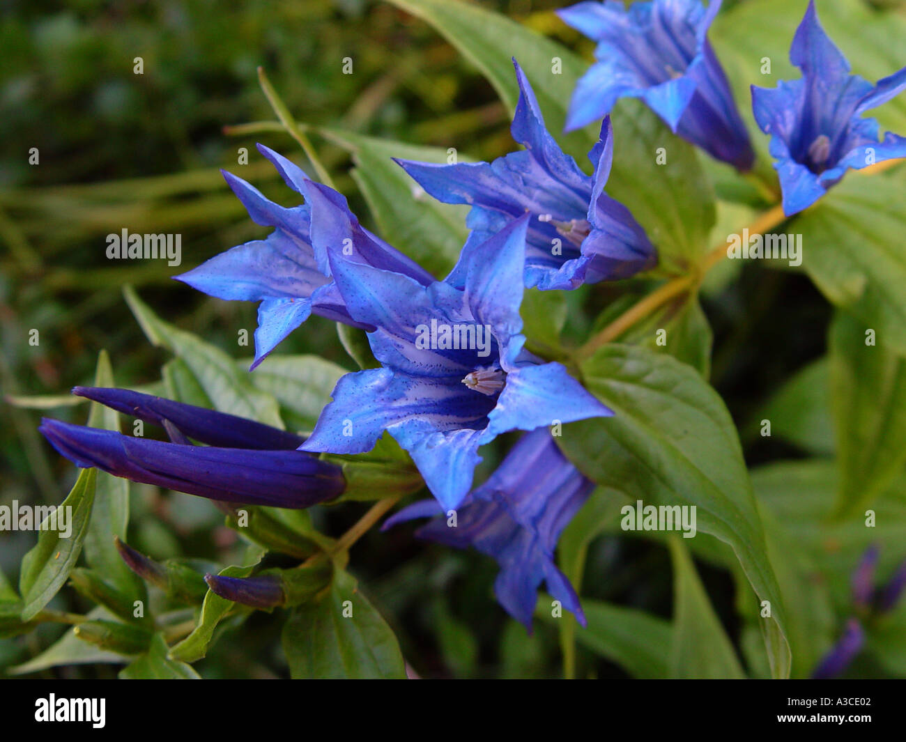 Gentiana blue hi-res stock photography and images - Alamy