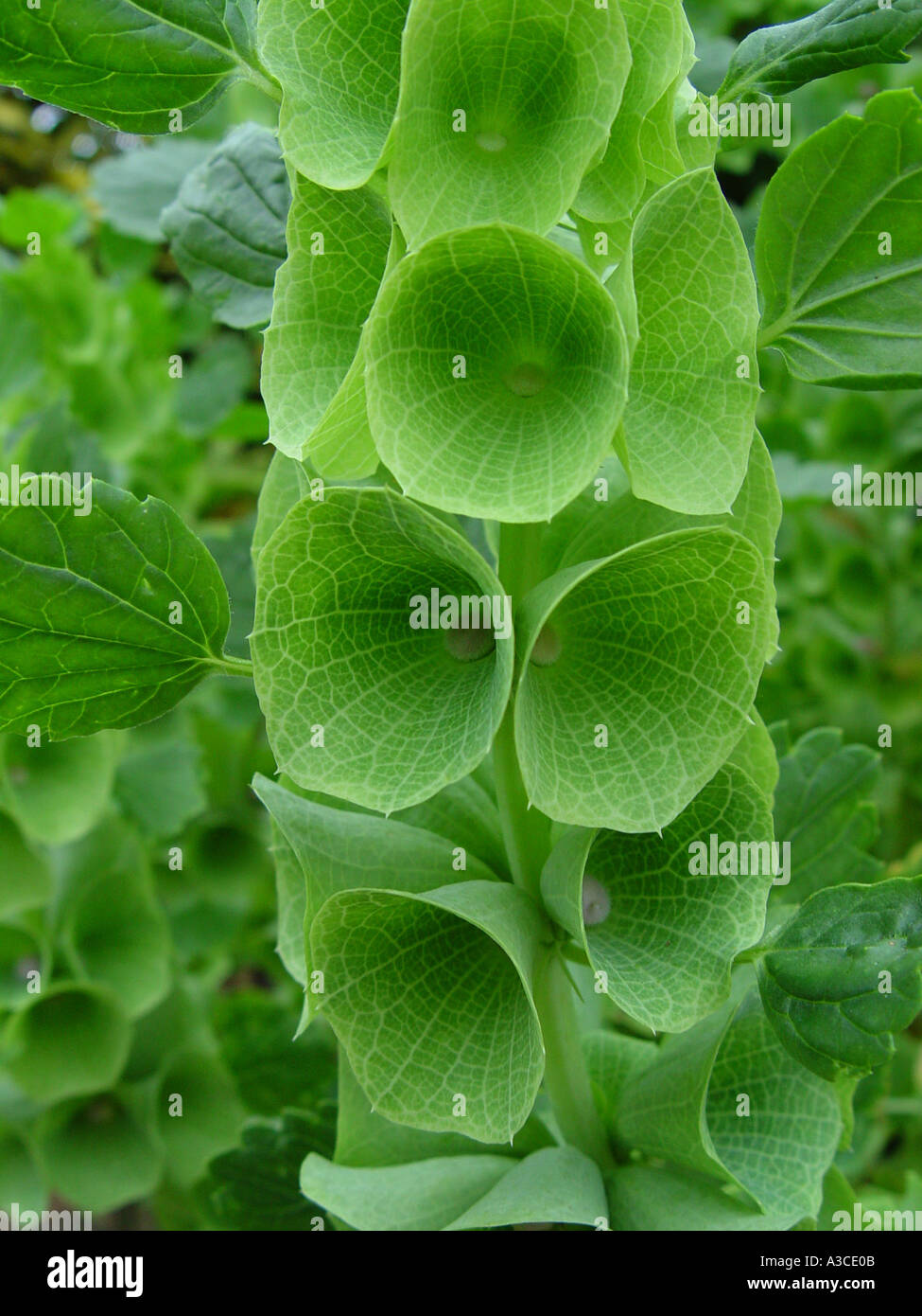 Moluccella hi-res stock photography and images - Alamy