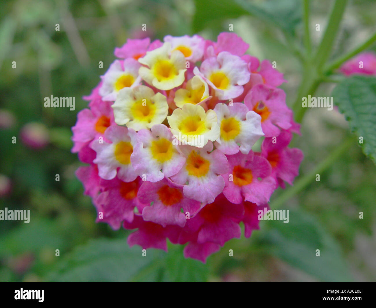 Lantana festoon Rosea in garden herbaceous perennial border Stock Photo ...