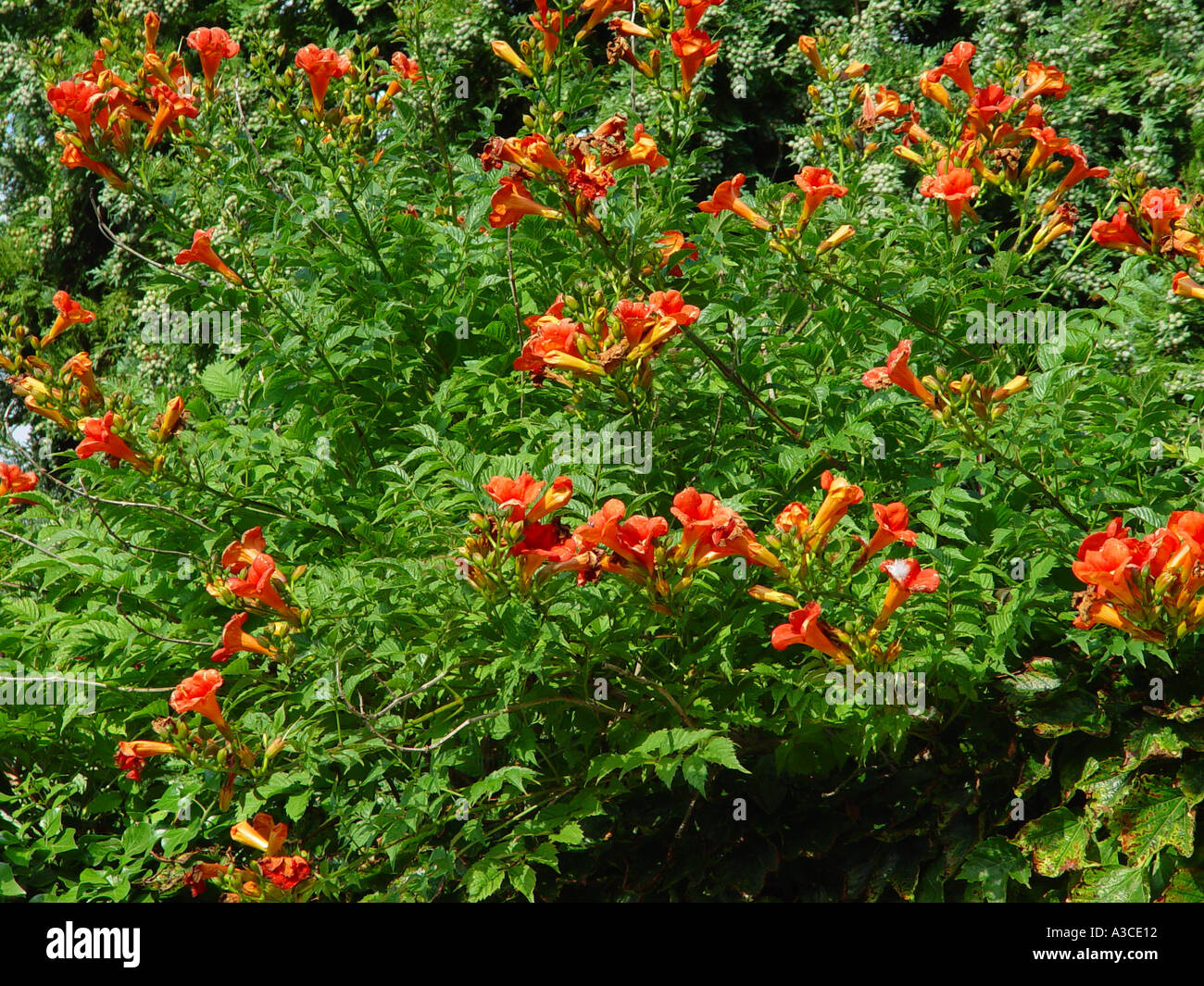 Campsis radicans Chilean Trumpet Vine creeper Stock Photo: 249362 - Alamy
