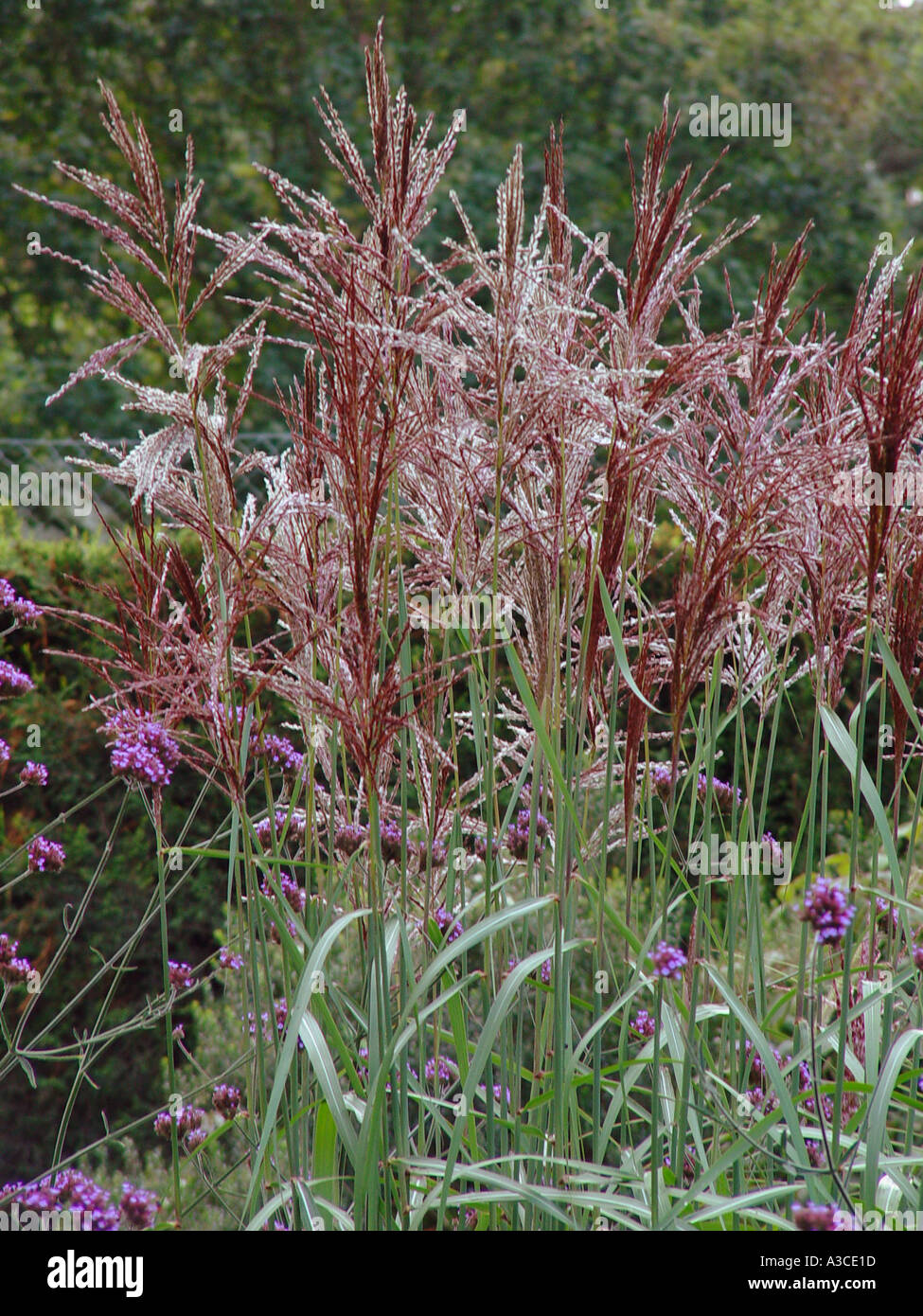 Miscanthus Red upright ornamental grass in garden border Stock Photo ...