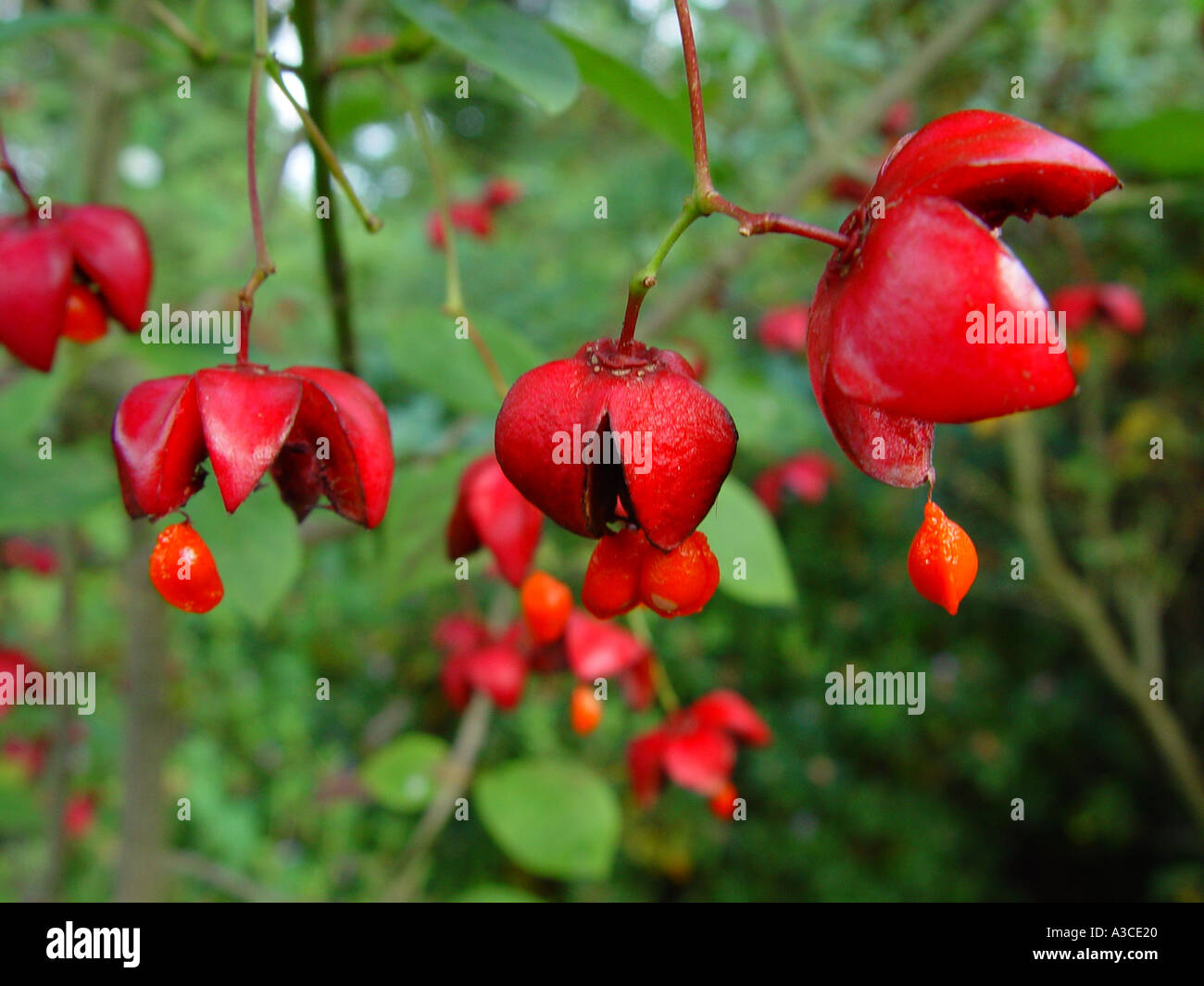 Spindle tree seeds hi-res stock photography and images - Alamy