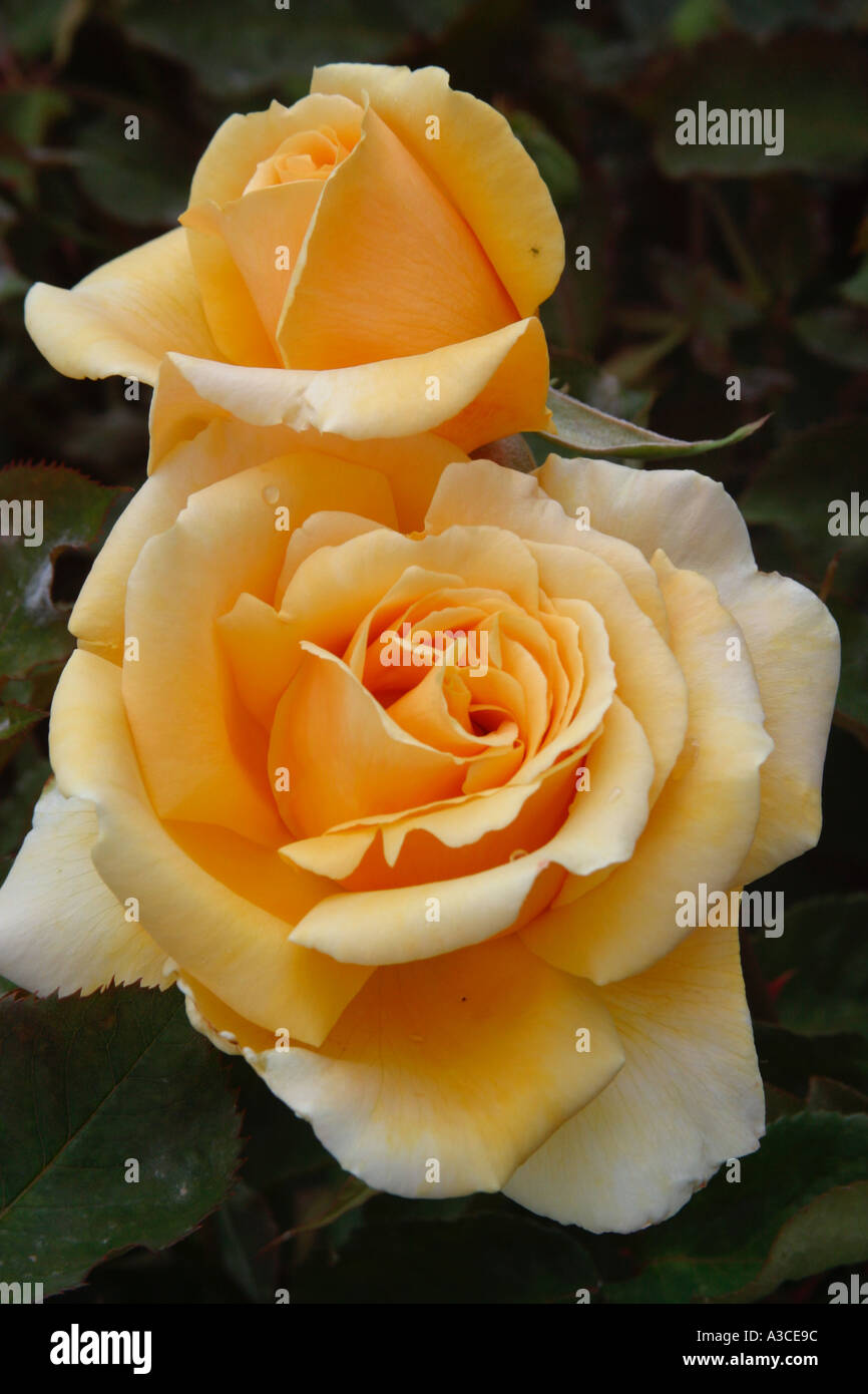 Rosa valencia hi-res stock photography and images - Alamy