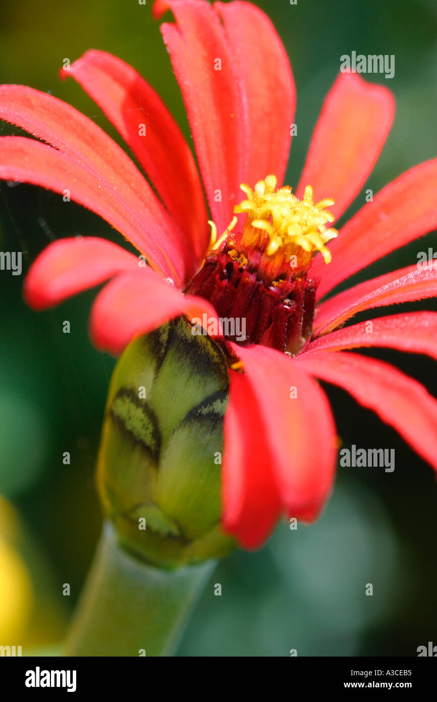 Zinnia Red Spider Stock Photo - Alamy