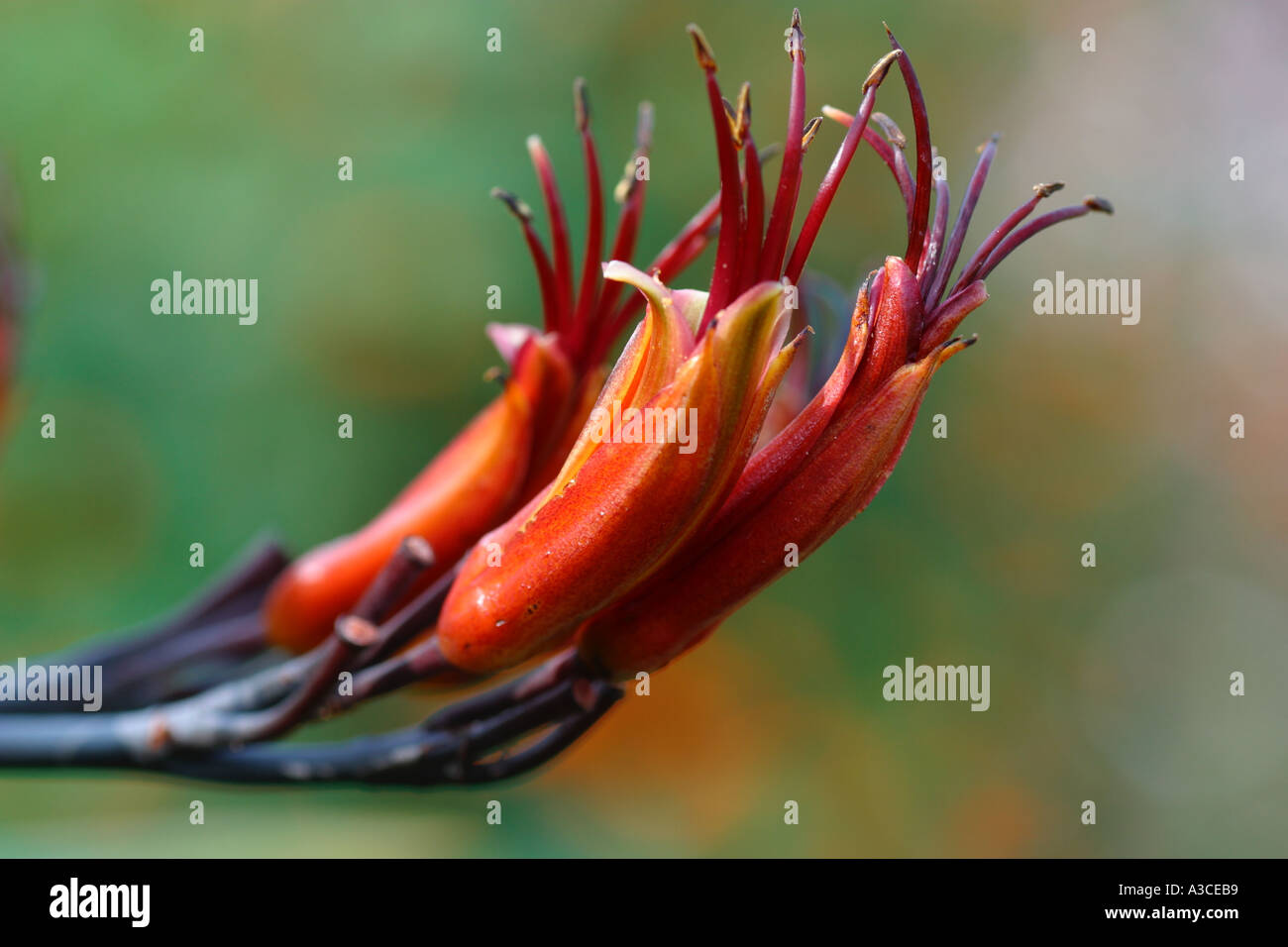 Phormium tenax flower Stock Photo - Alamy