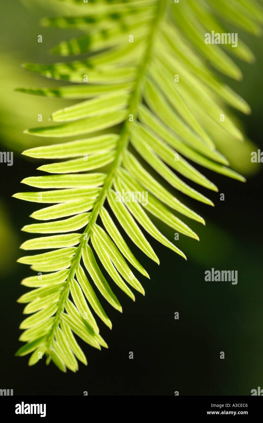 Swamp Cypress leaf backlit Stock Photo - Alamy