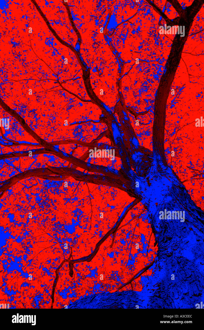 Red Blue tree Stock Photo - Alamy
