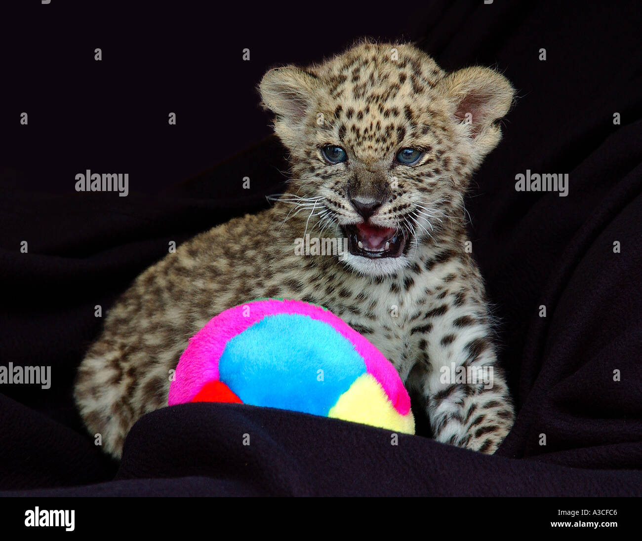 Cute Persian Leopard Cub (Panthera pardus) with brightly coloured ball ...