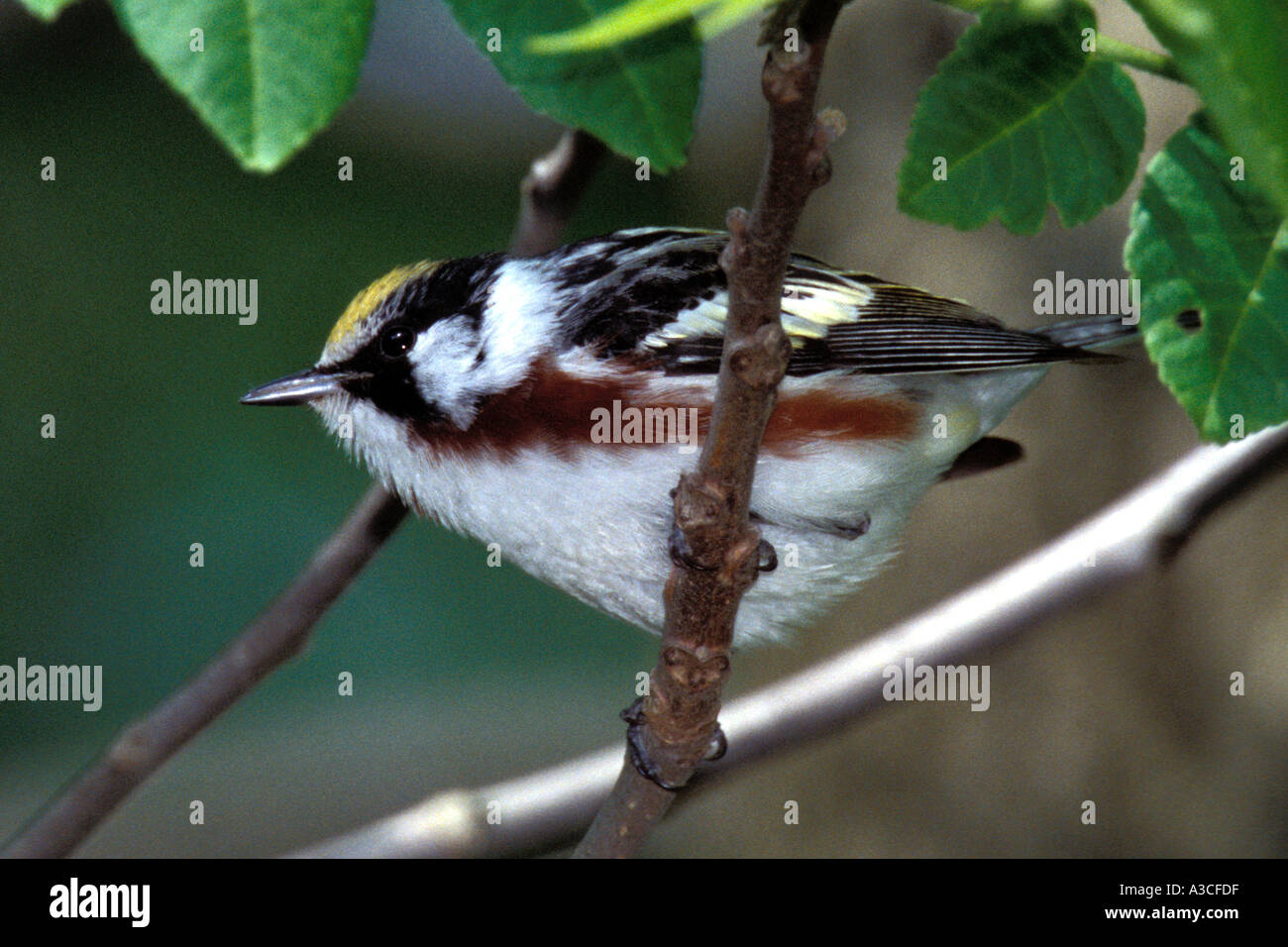 Magic hedge hi-res stock photography and images - Alamy