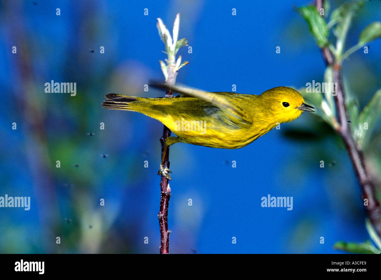 Magic hedge hi-res stock photography and images - Alamy