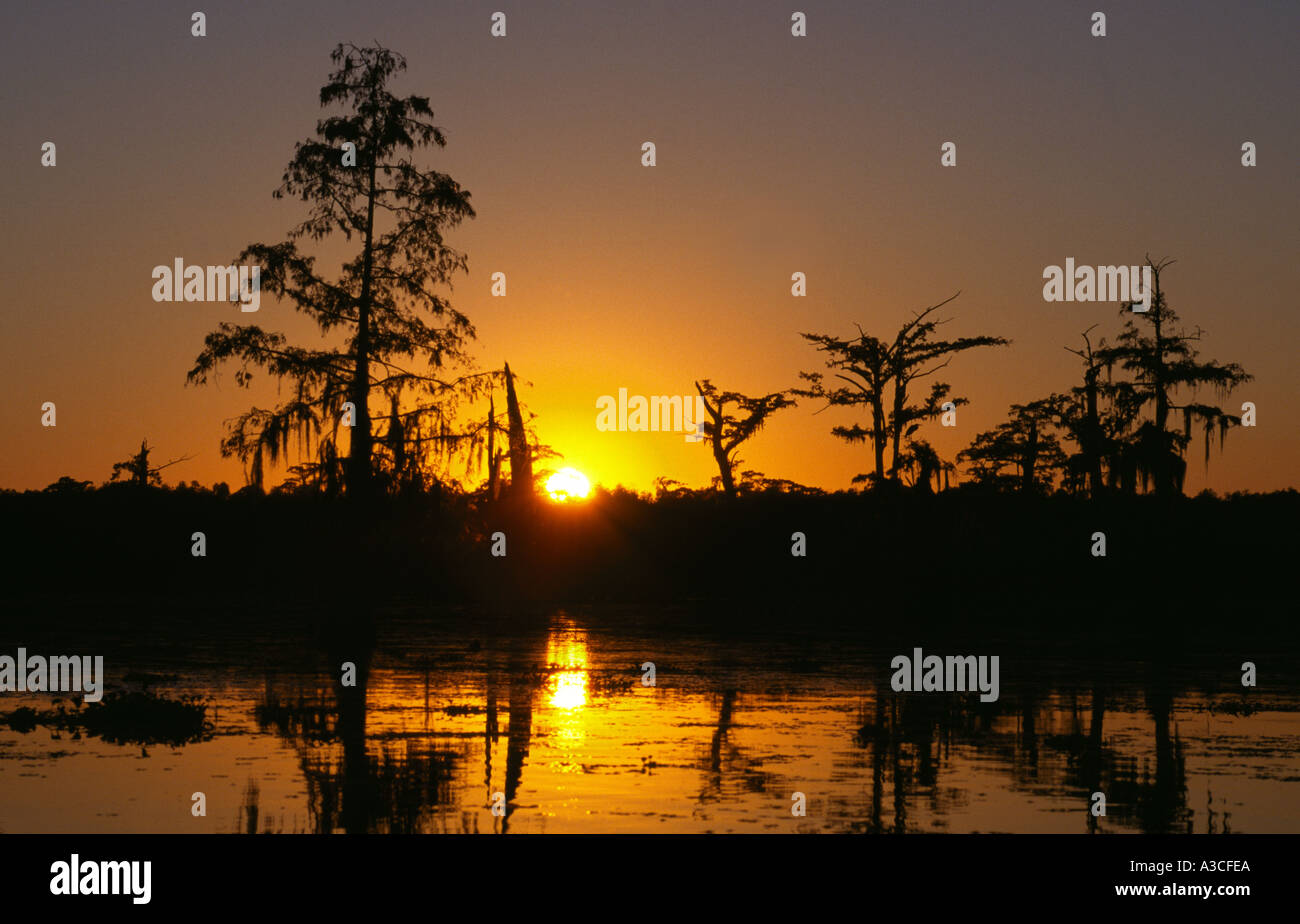 Louisiana Swamp Sunset