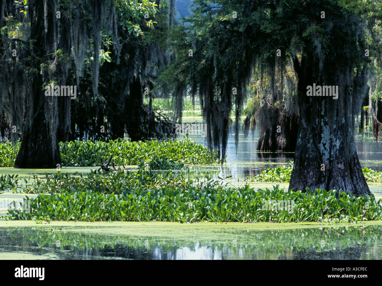Cypress trees draped with Spanish Moss dominate the swamps in south ...
