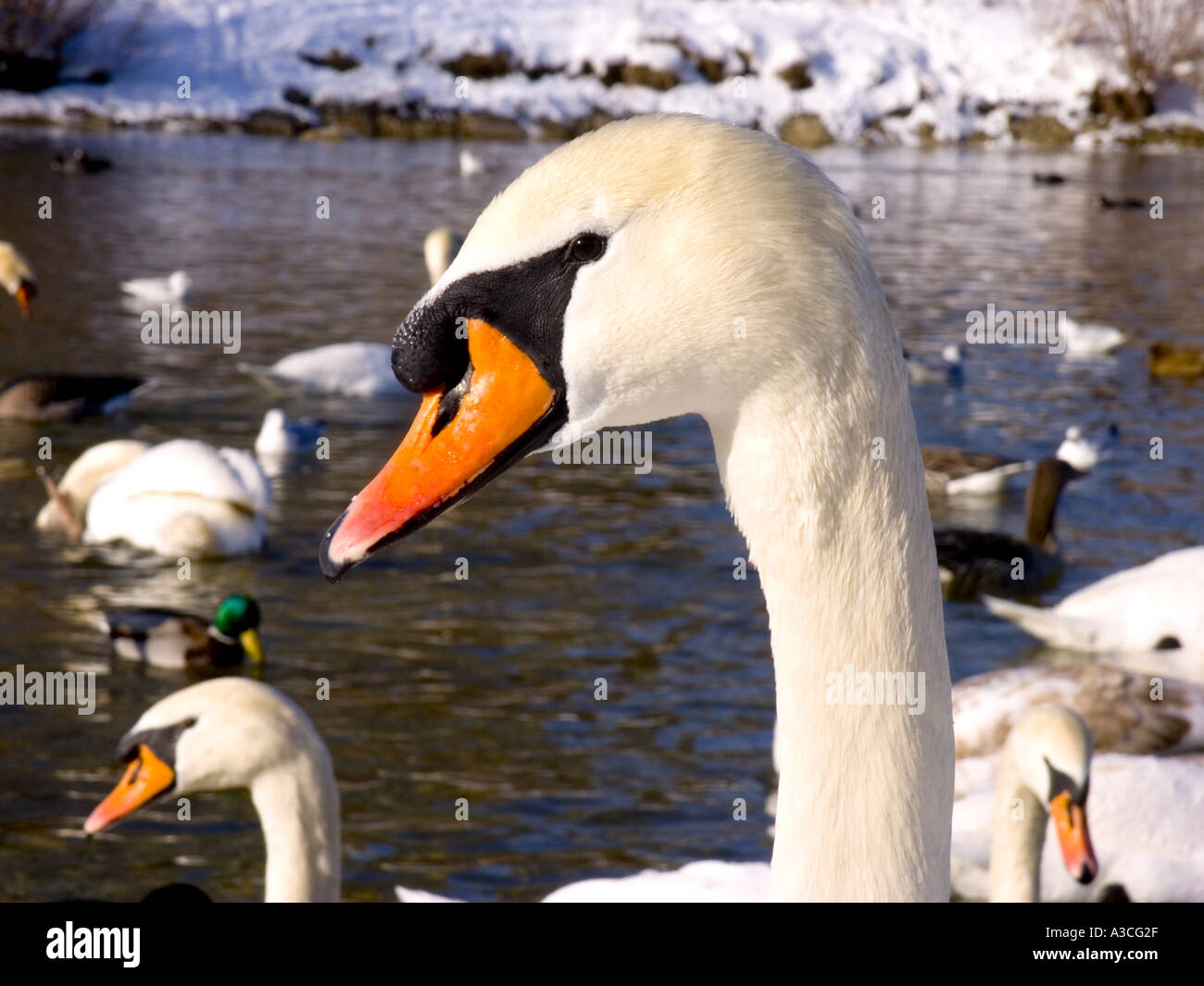 White swan water birds swimming in frozen lake deep winter, Nymphenburg ...