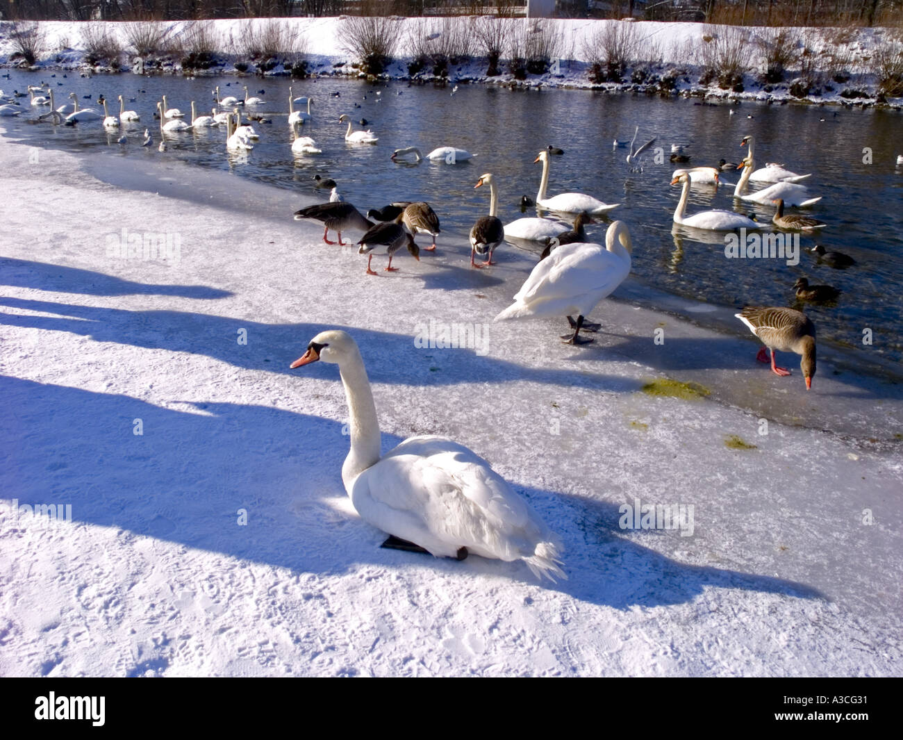 White swan water birds swimming in frozen lake deep winter, Nymphenburg ...