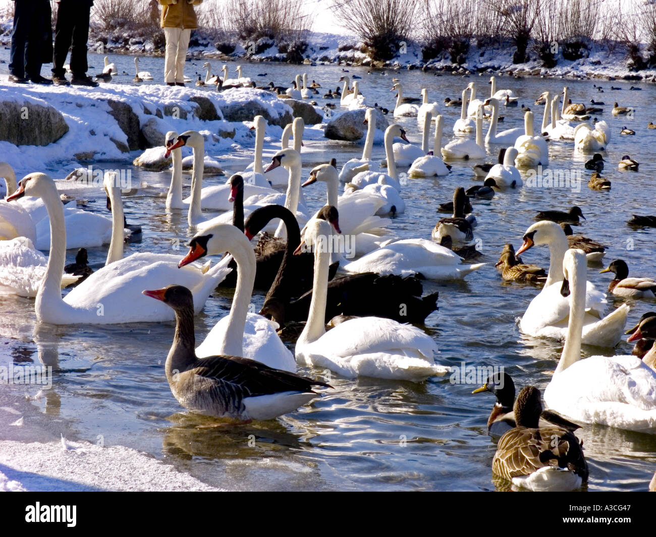 White swan water birds swimming in frozen lake deep winter, Nymphenburg ...