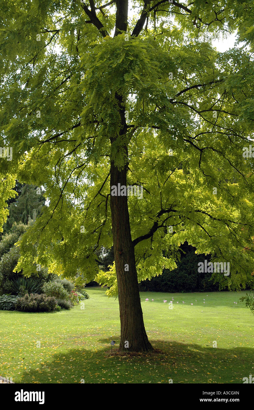 Robinia pseudoacacia var Frisia Golden false acacia alco called Golden ...