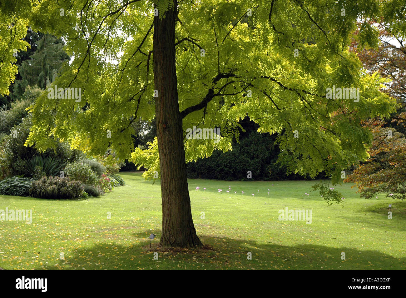 Robinia pseudoacacia var Frisia Golden false acacia alco called Golden ...