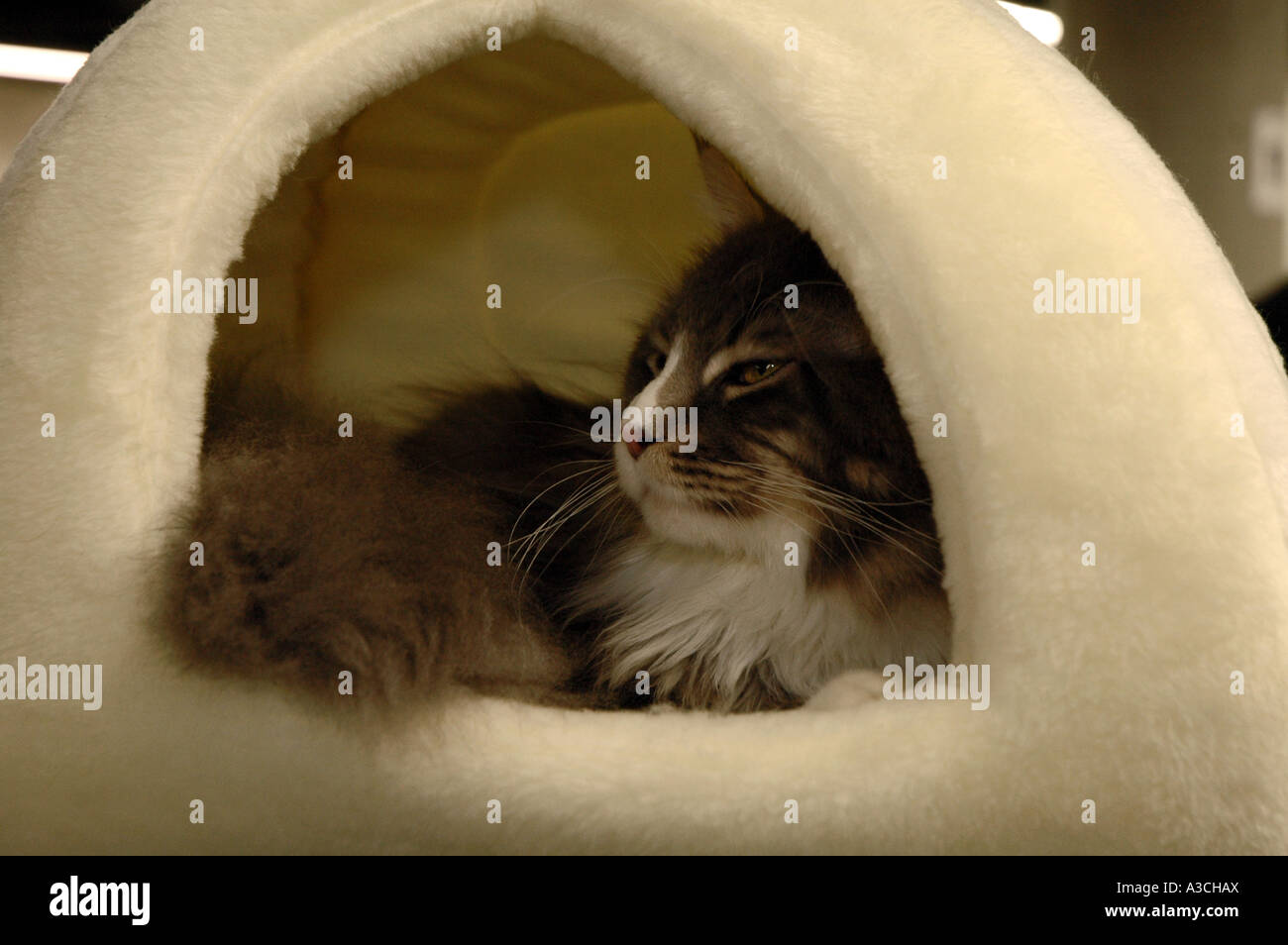 Maine coon cat on international catshow in Warsaw 2007 Stock Photo - Alamy