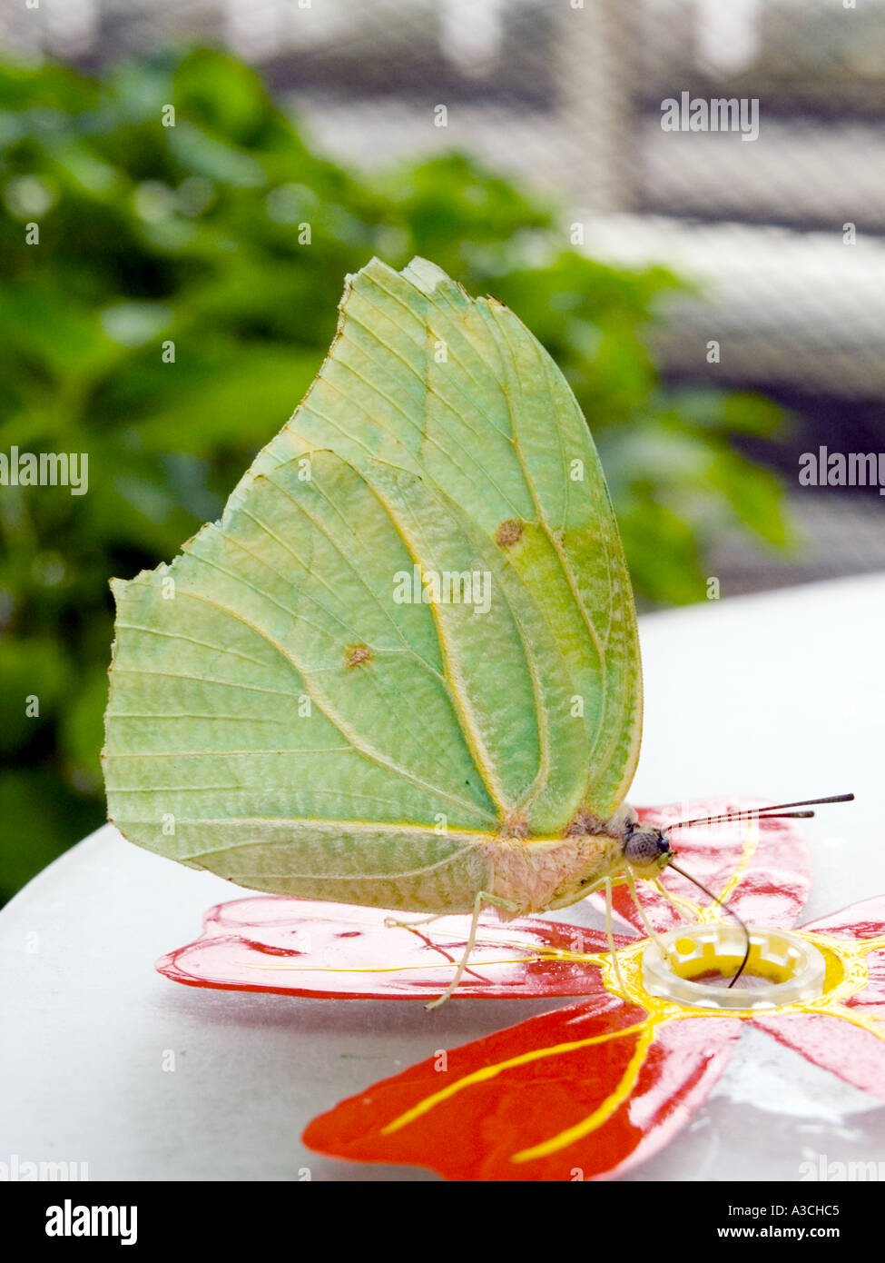green Antheos Clorinde Butterfly Stock Photo - Alamy