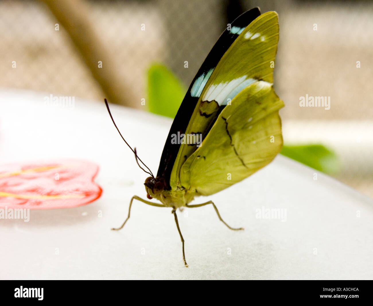 Butterfly butterflies insect animal biology fly wing closeup wildlife ...