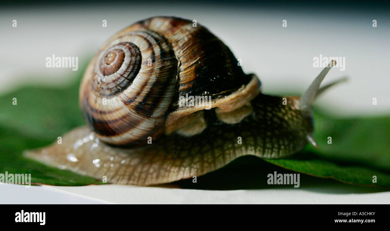 snail shell close up Stock Photo - Alamy