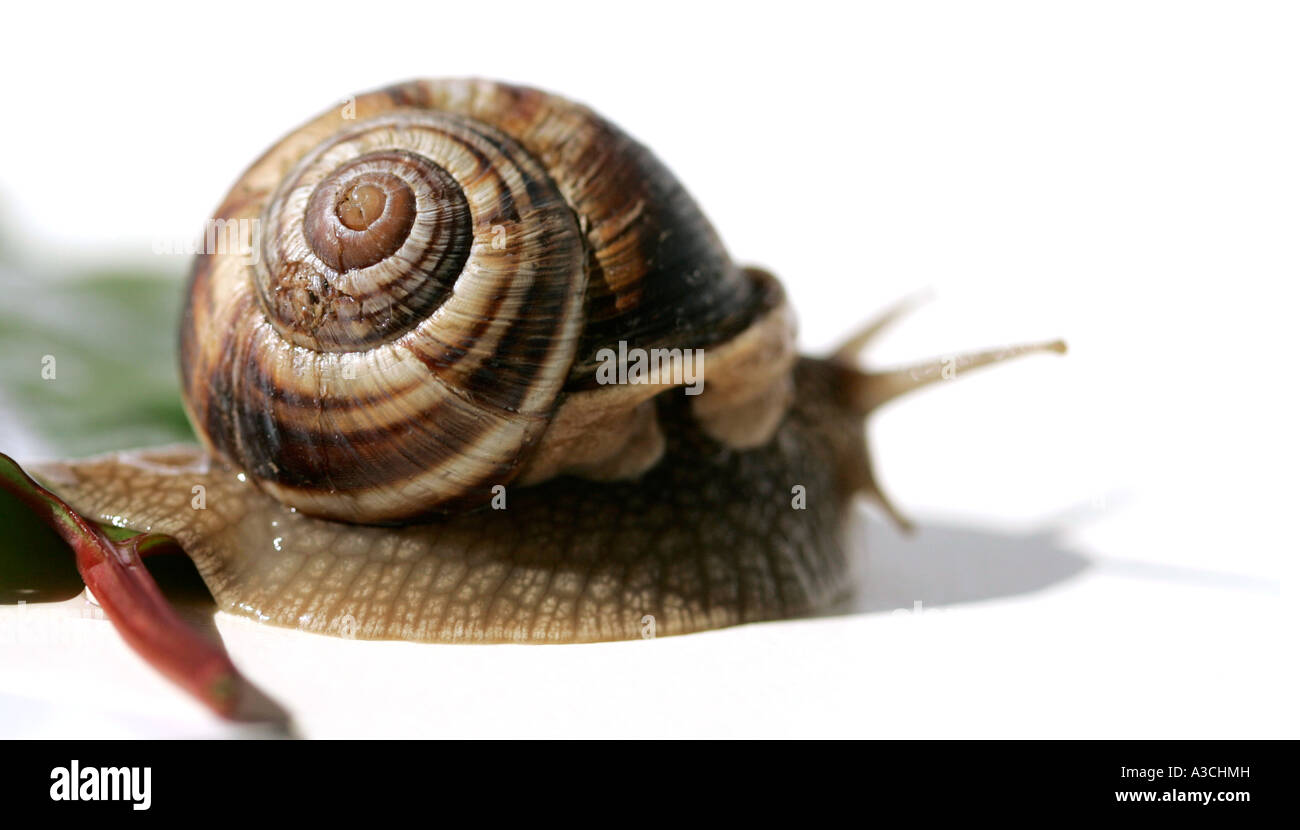 snail shell close up Stock Photo - Alamy